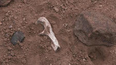 Con người bắt đầu đi thẳng sớm hơn chúng ta nghĩ